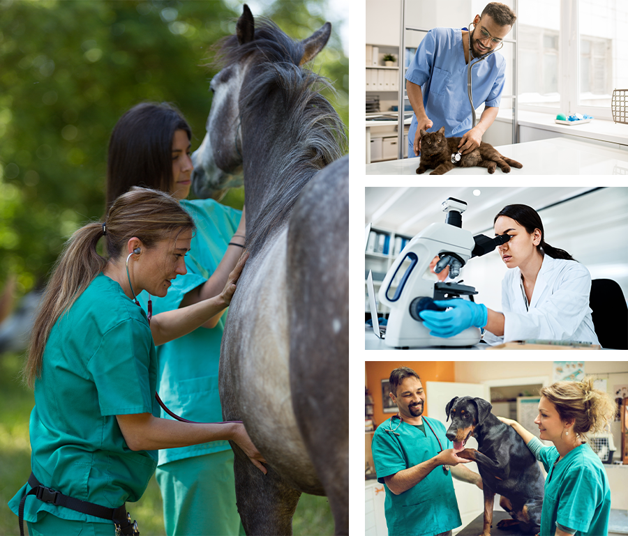 Time2Track | The Easiest Way to Track Your Pre-Vet Experiences